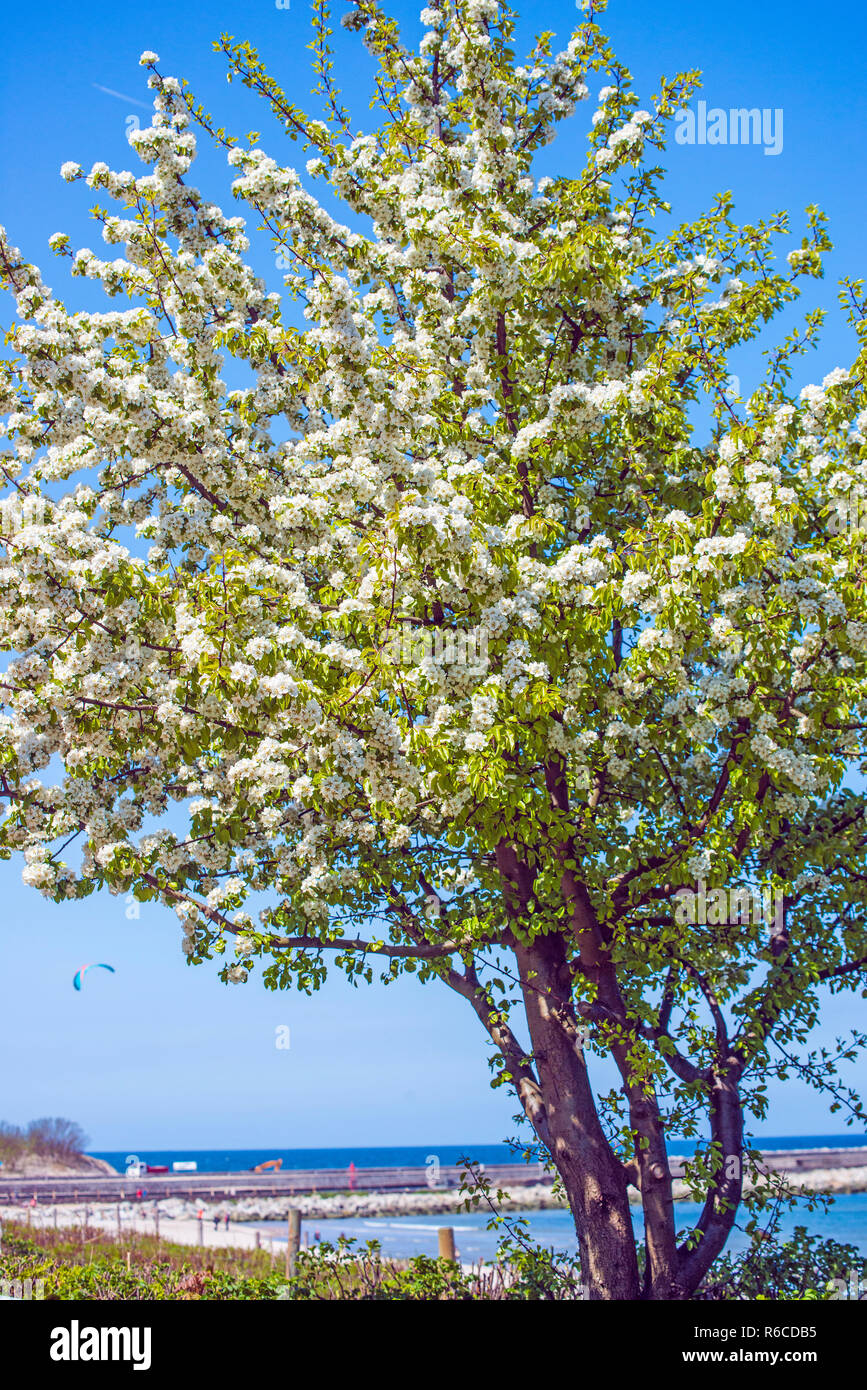 Tree At The Baltic Sea Stock Photo - Alamy