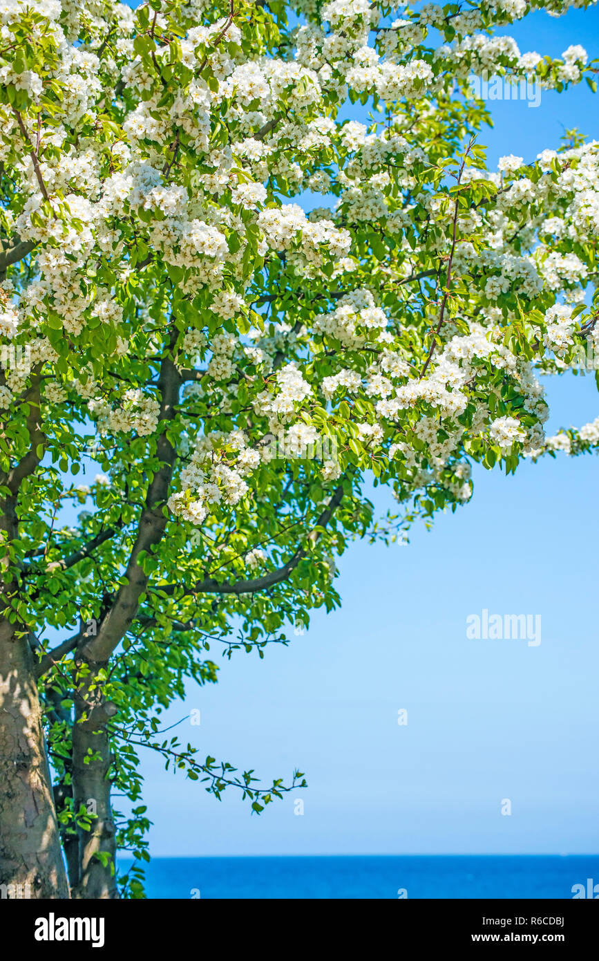 Tree At The Baltic Sea Stock Photo - Alamy