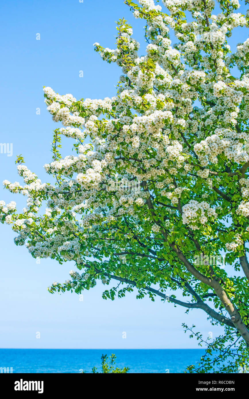 Tree At The Baltic Sea Stock Photo - Alamy