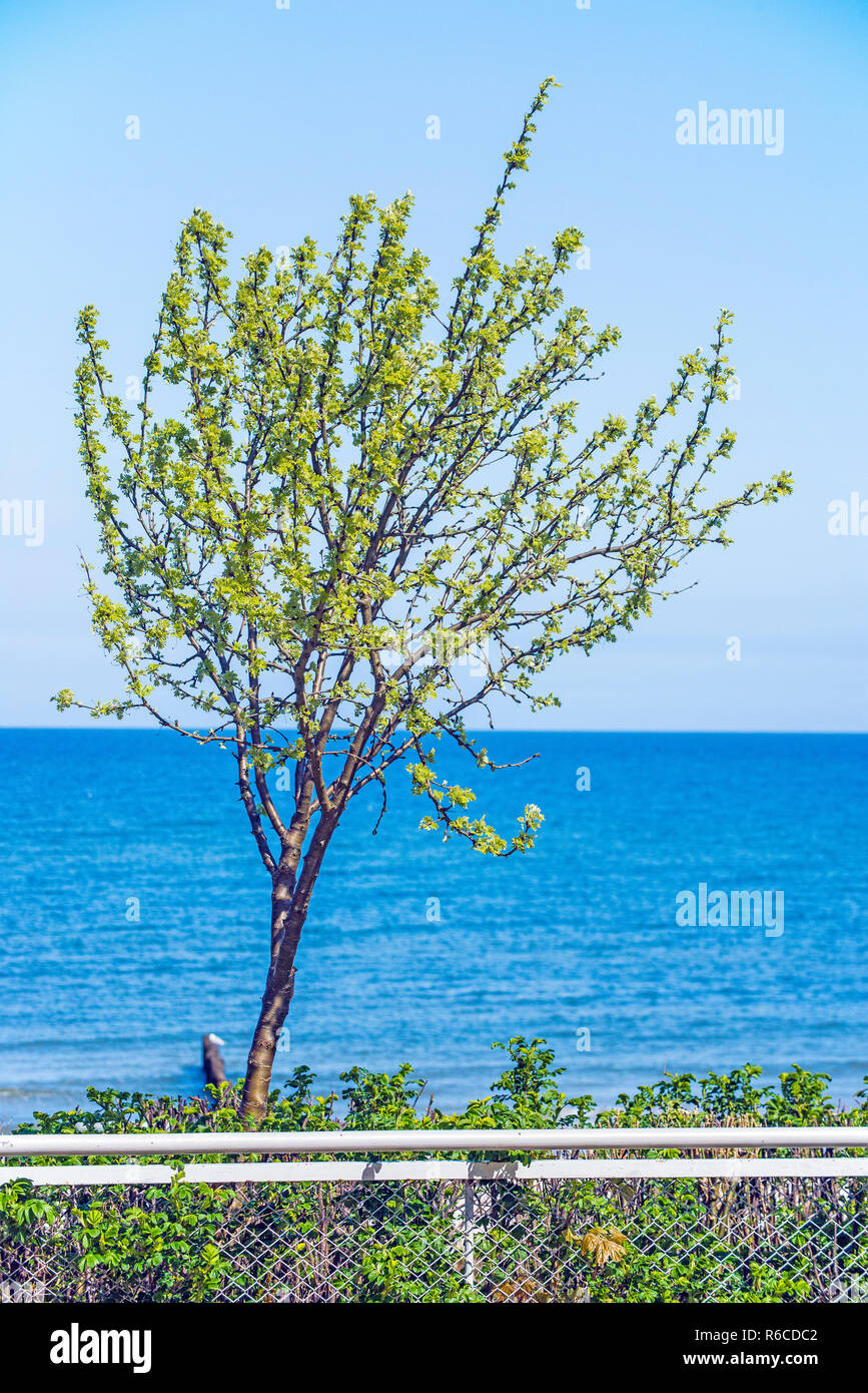 Tree At The Baltic Sea Stock Photo - Alamy