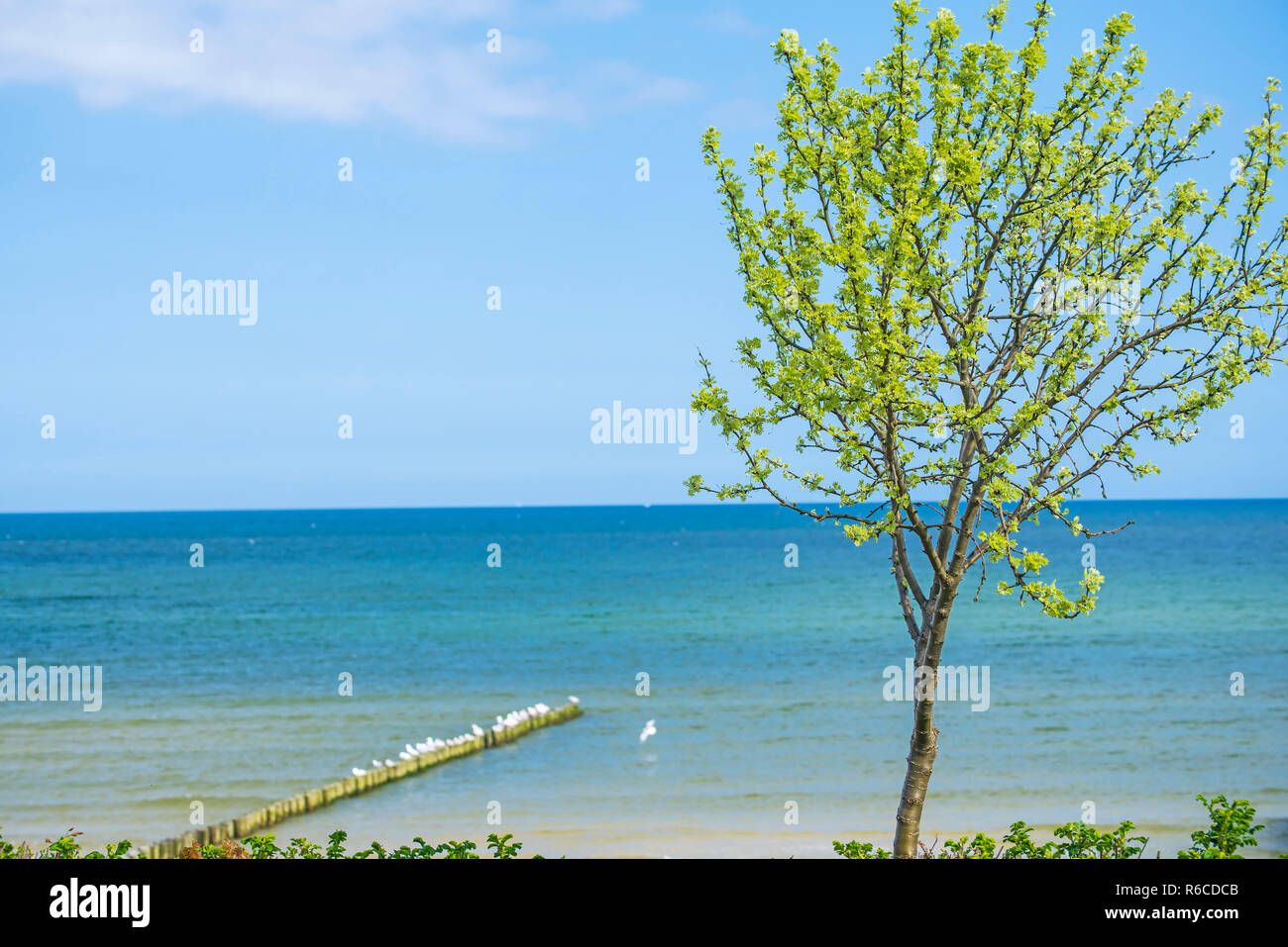 Tree At The Baltic Sea Stock Photo - Alamy