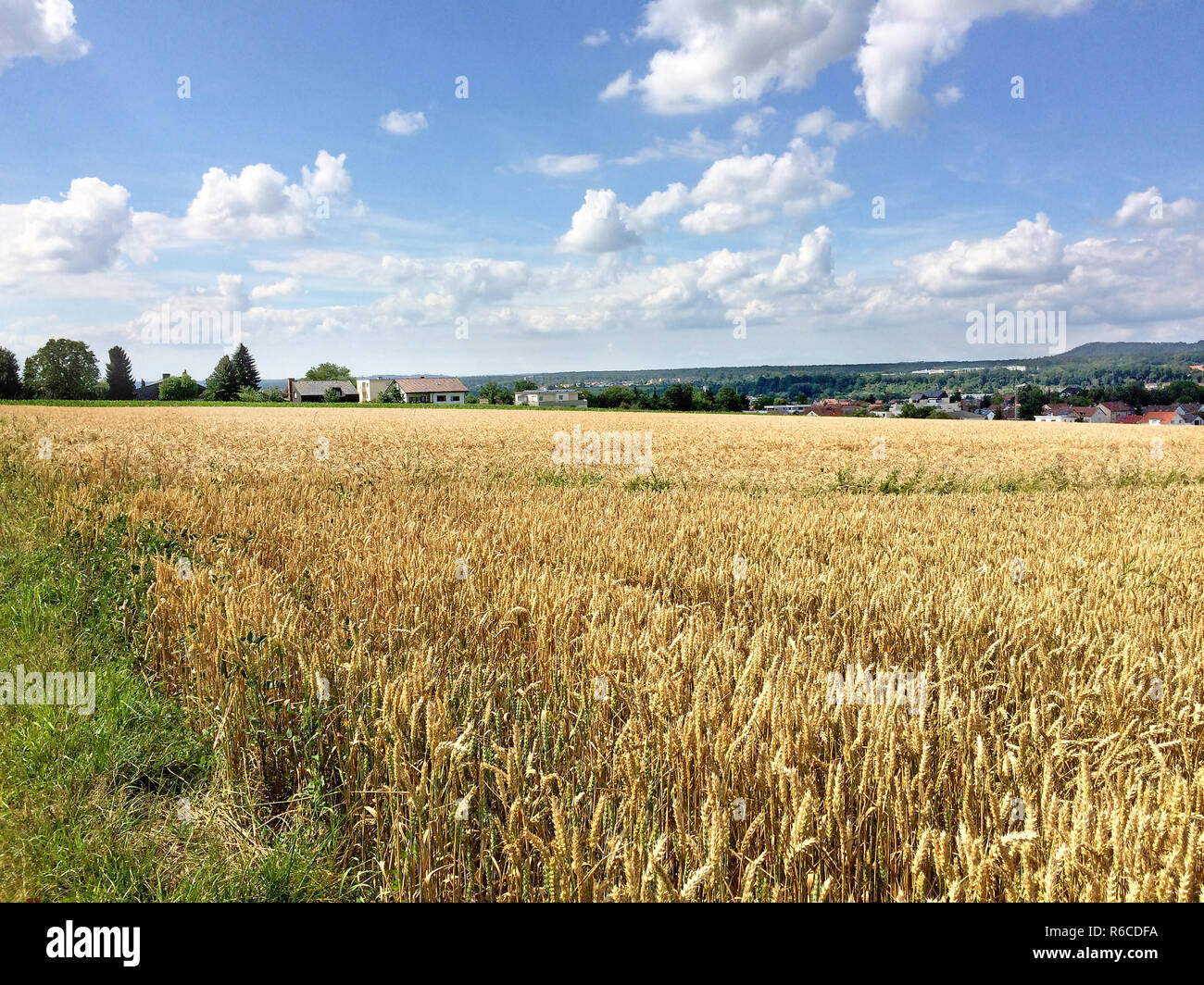 Field Of Ripe Rye With Blue Sky Stock Photo - Alamy