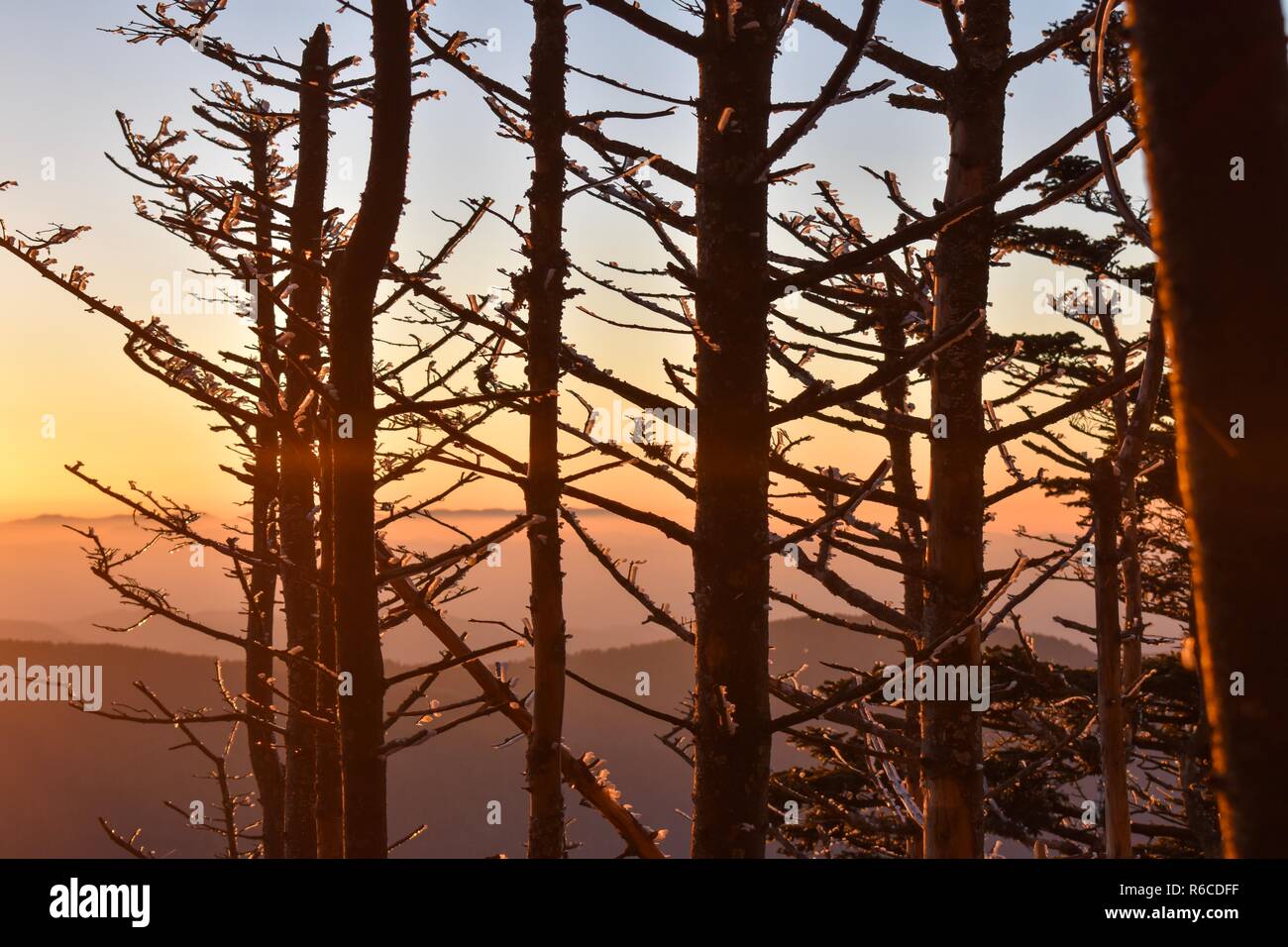 Sunset Through Trees 2 Stock Photo - Alamy