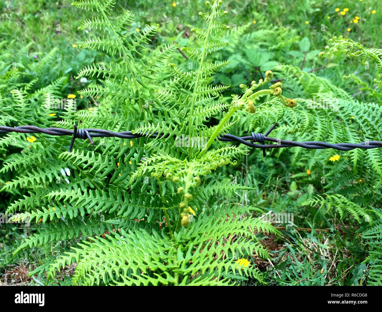 Life behind the wire hi-res stock photography and images - Alamy