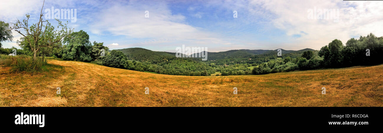 Vision tree panoramic view hi-res stock photography and images - Alamy