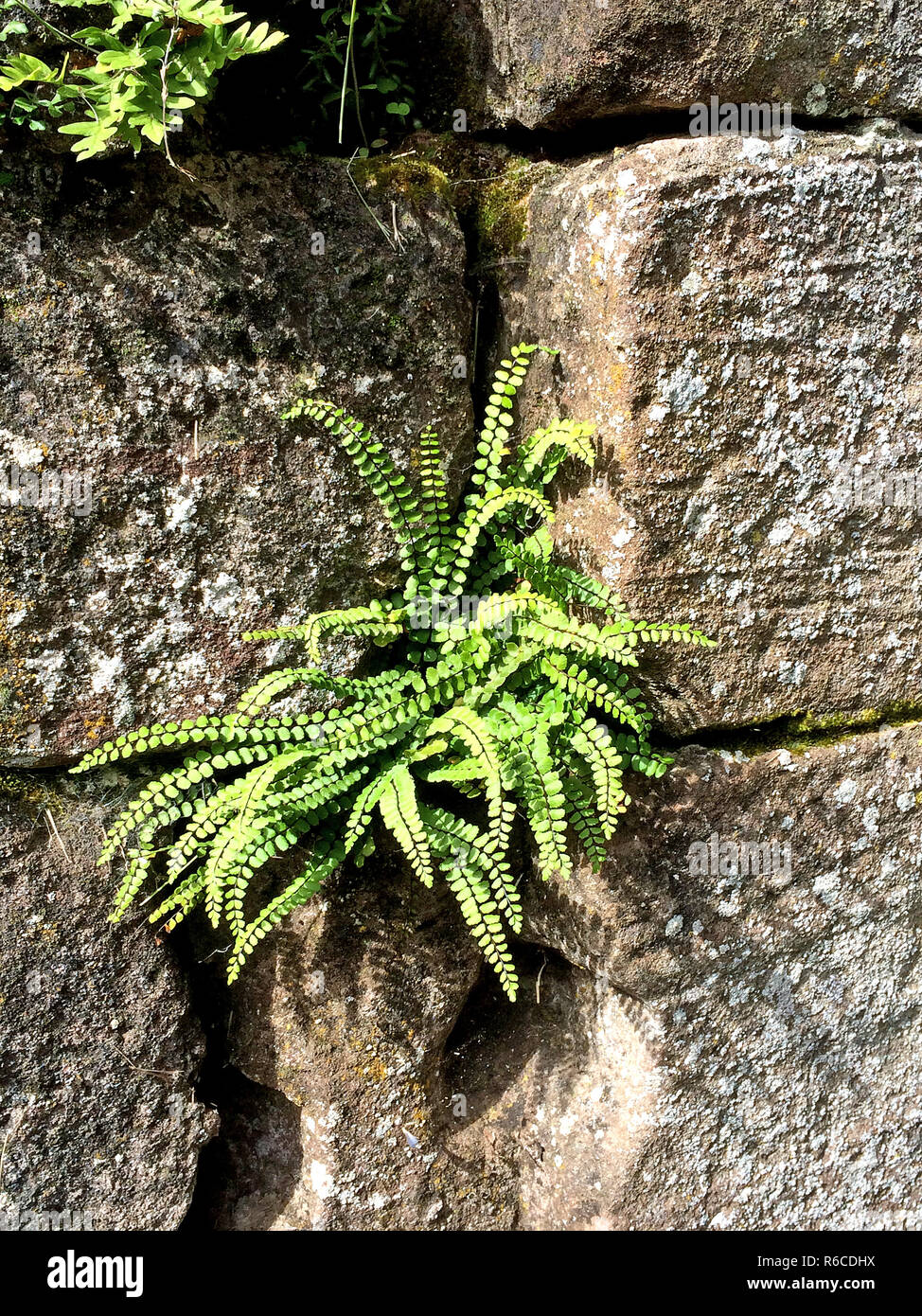 French Castle Wall With Plants Stock Photo - Alamy