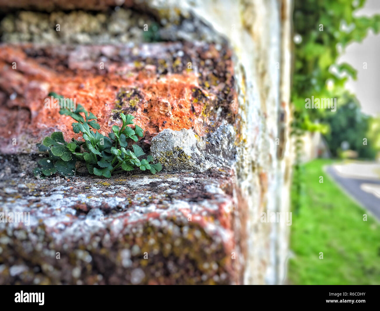 Medieval Abbey Wall With Plants Stock Photo - Alamy