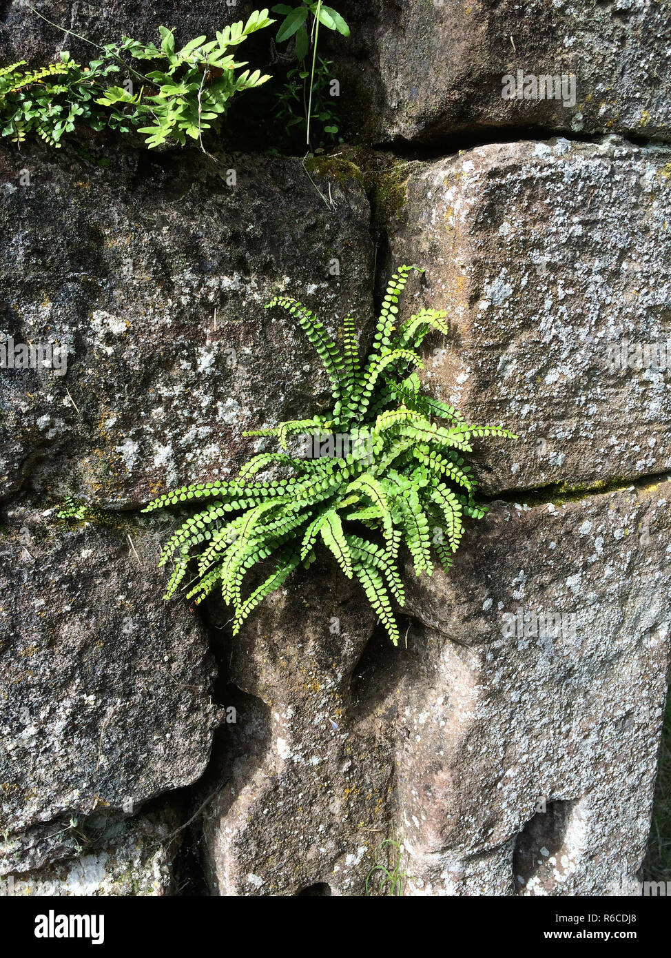 French Castle Wall With Plants Stock Photo - Alamy