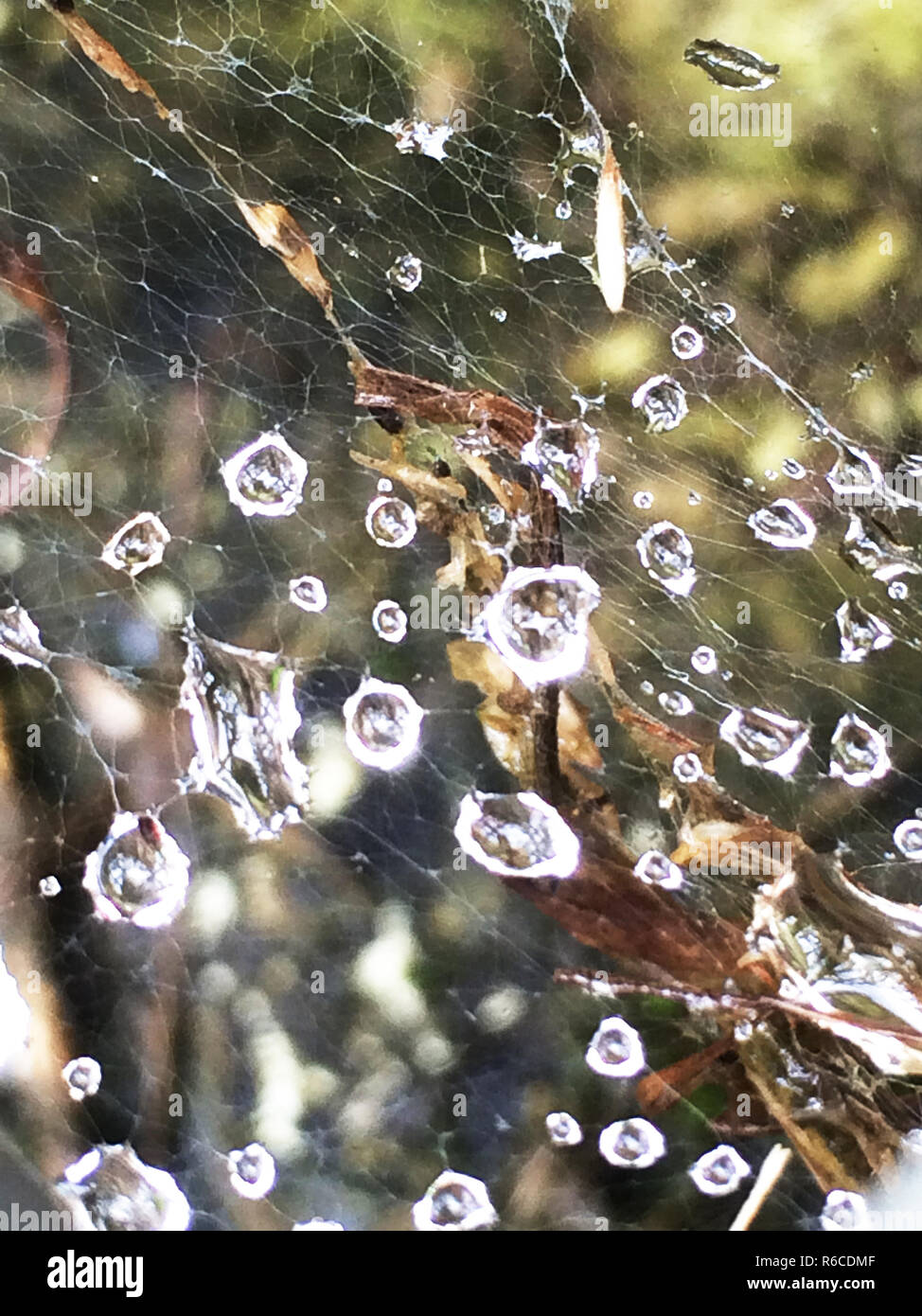 Spider Web With Raindrops Stock Photo - Alamy