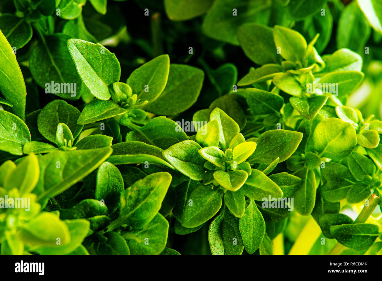 Basil With Small Leaves Stock Photo - Alamy