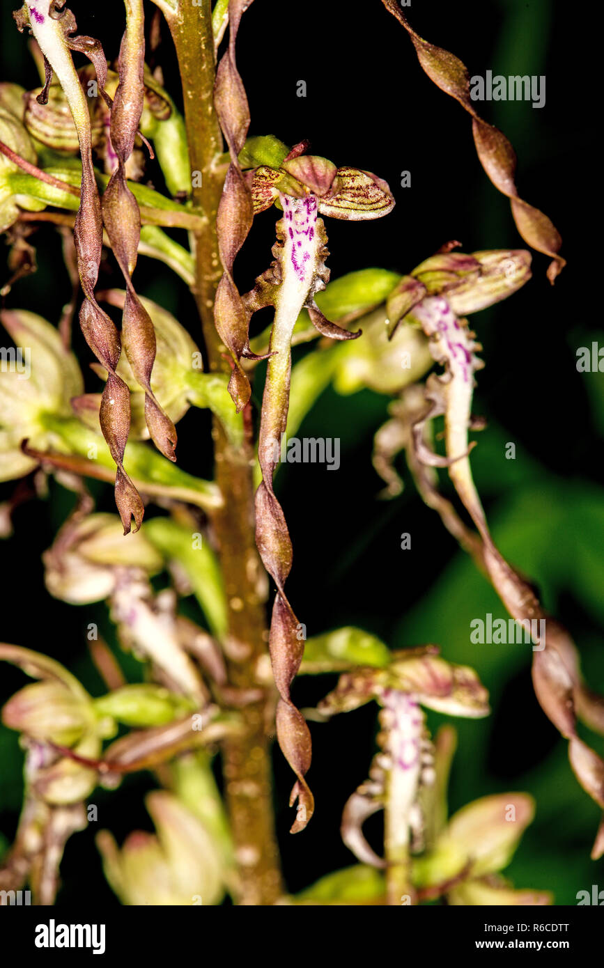 German Wild Orchid, Lizard Orchid, Himantoglossum Hircinum Stock Photo ...