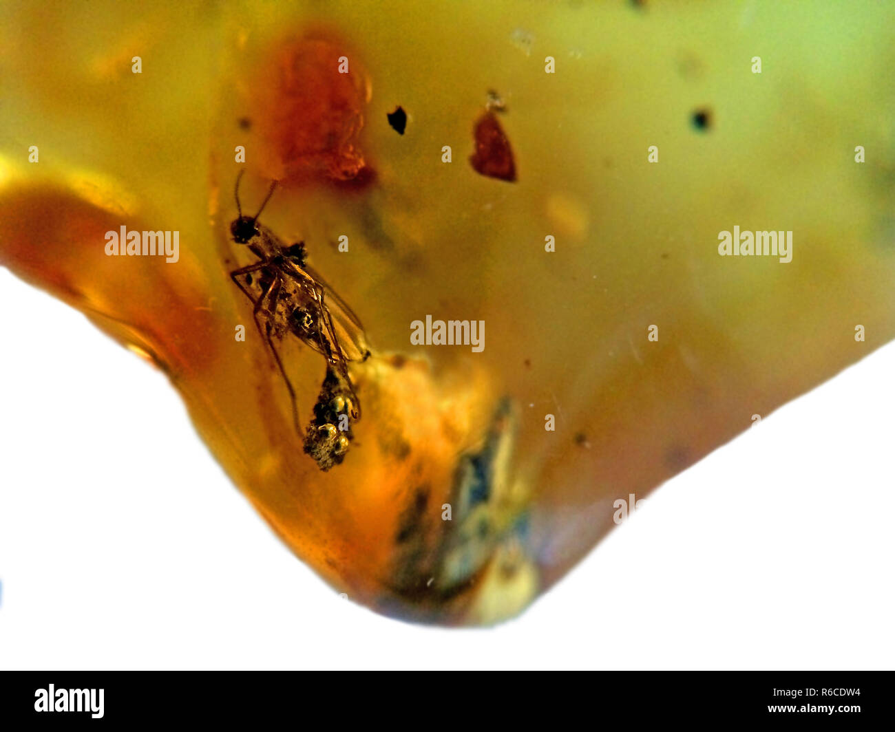 Amber With Embedded Insect Stock Photo - Alamy
