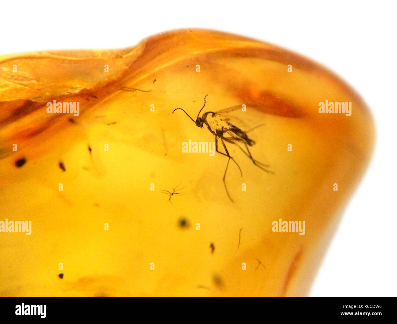 Amber With Embedded Insect Stock Photo - Alamy