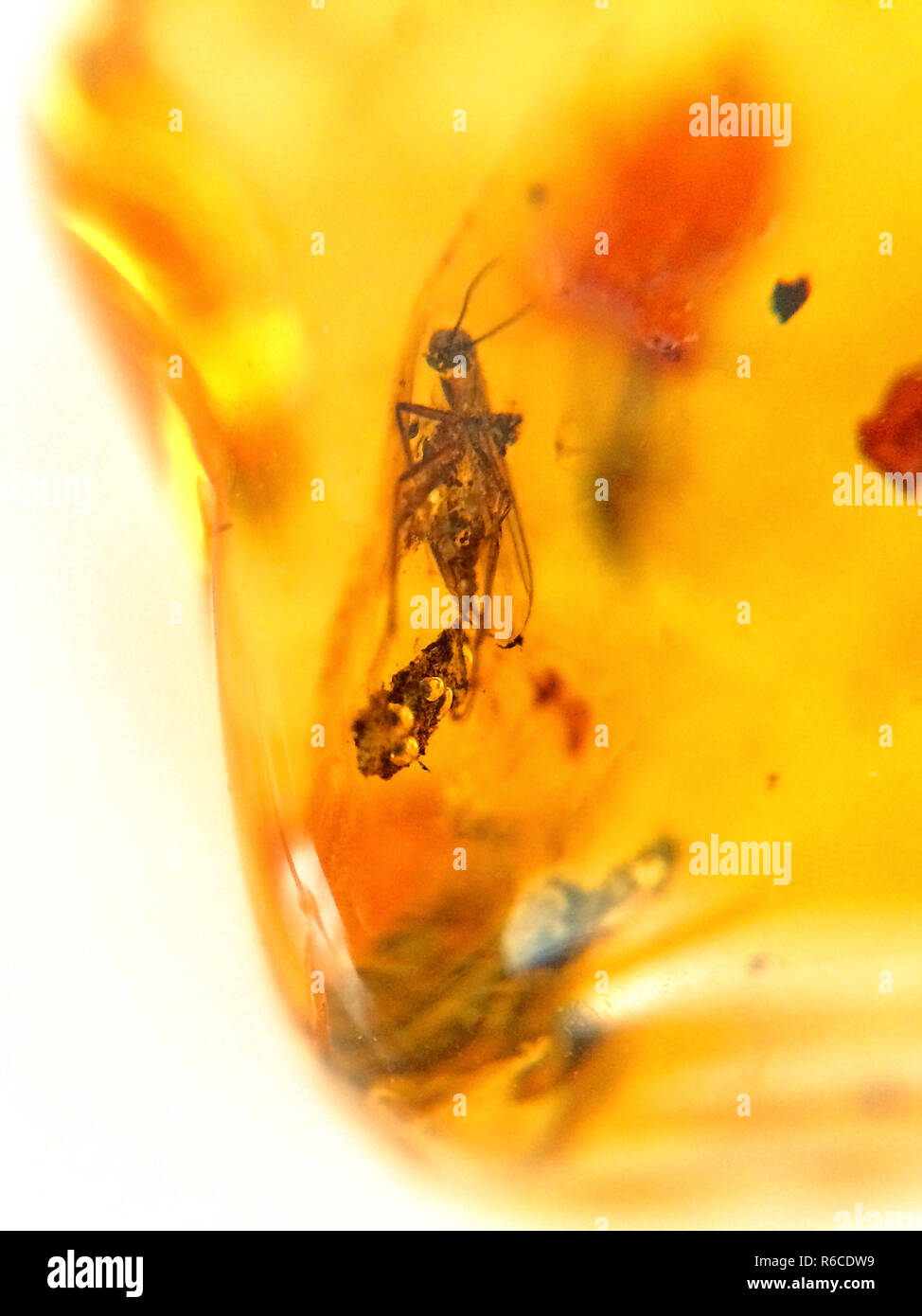 Amber With Embedded Insect Stock Photo - Alamy