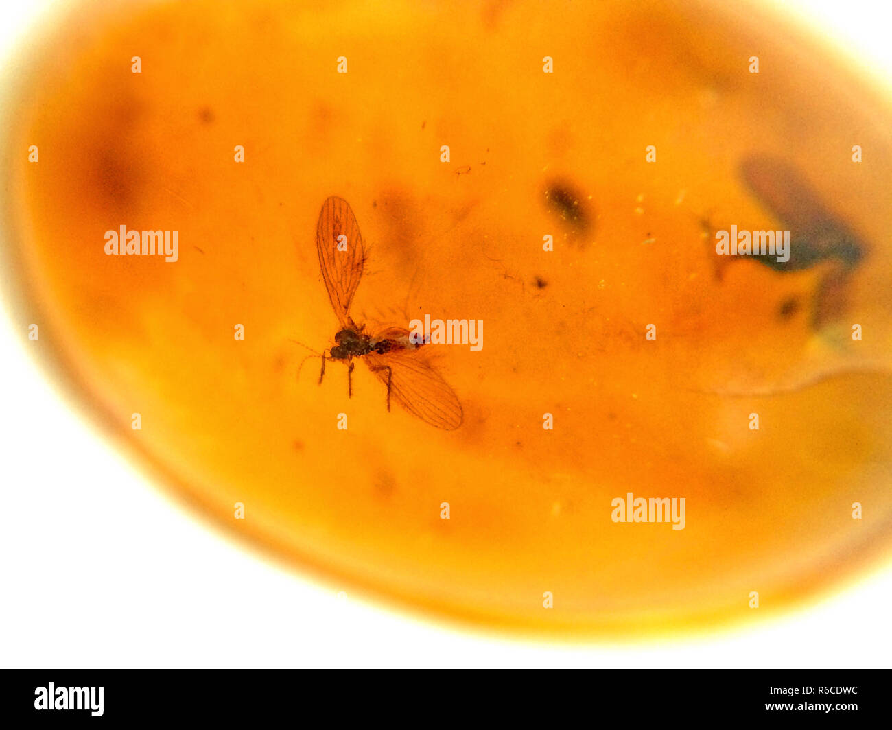 Amber With Embedded Insect Stock Photo - Alamy