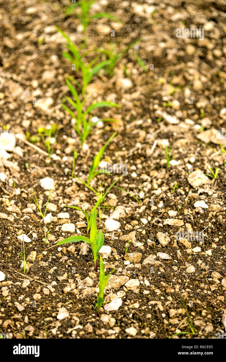 Corn Seedlings On A Field Stock Photo - Alamy