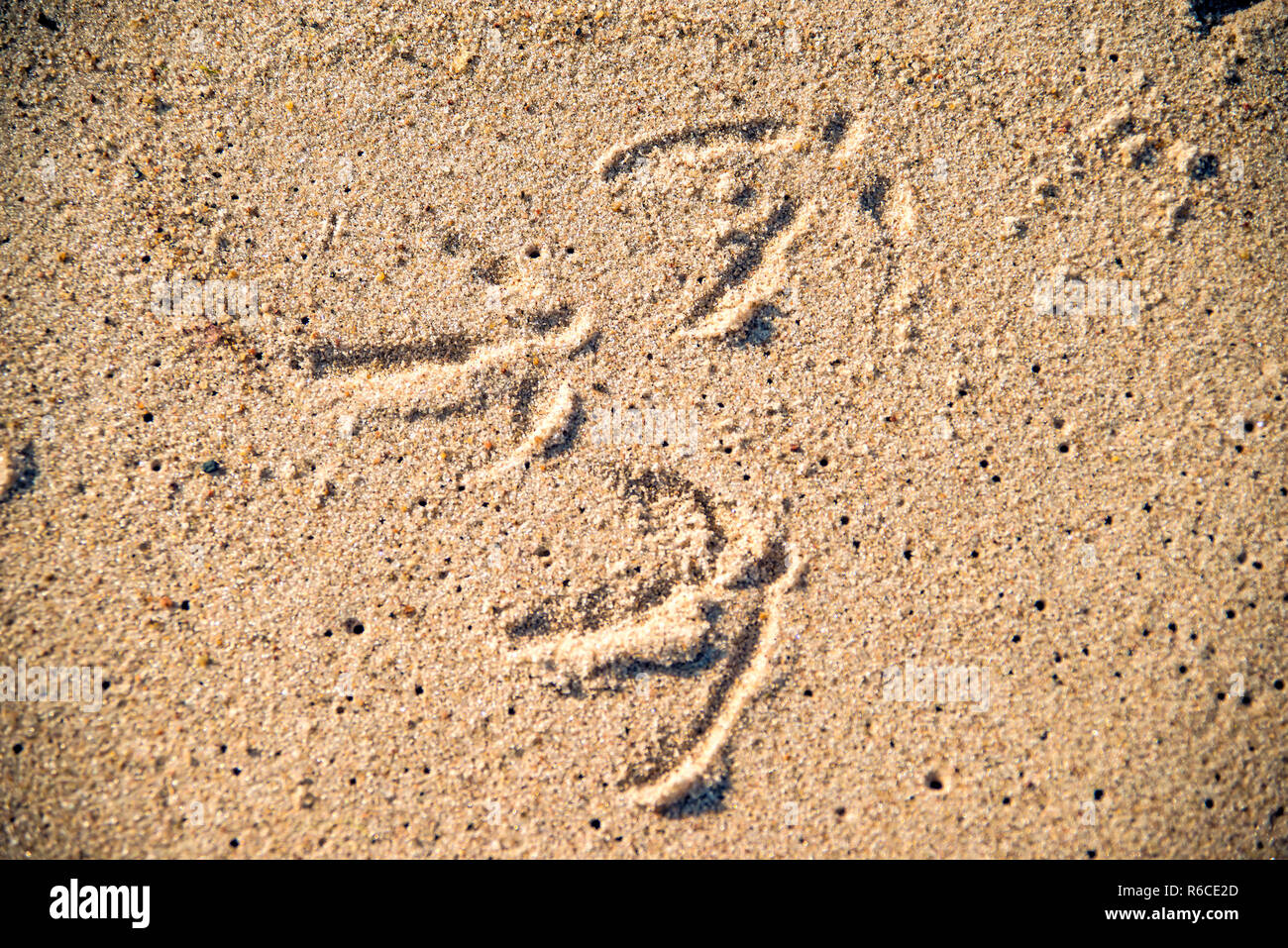 Tracks Of A Gull In Sand Stock Photo - Alamy