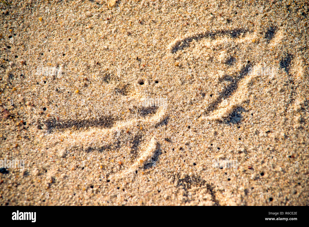Tracks Of A Gull In Sand Stock Photo - Alamy
