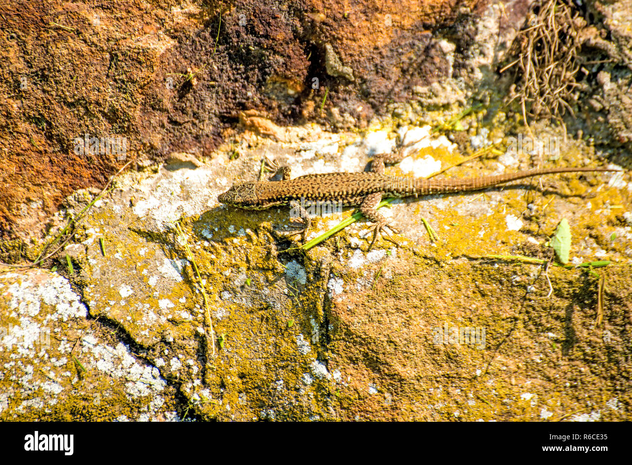 Odd lizard hi-res stock photography and images - Alamy