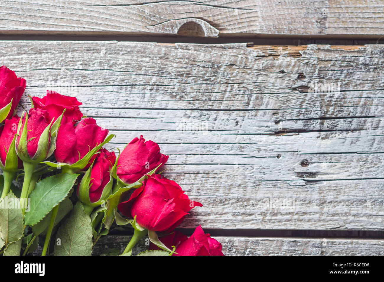 Flowers of roses Stock Photo - Alamy