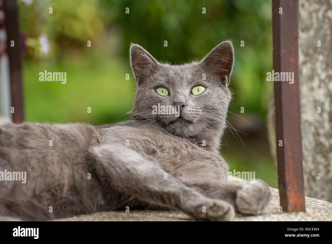 Russian blue cat green eyes hi-res stock photography and images - Alamy