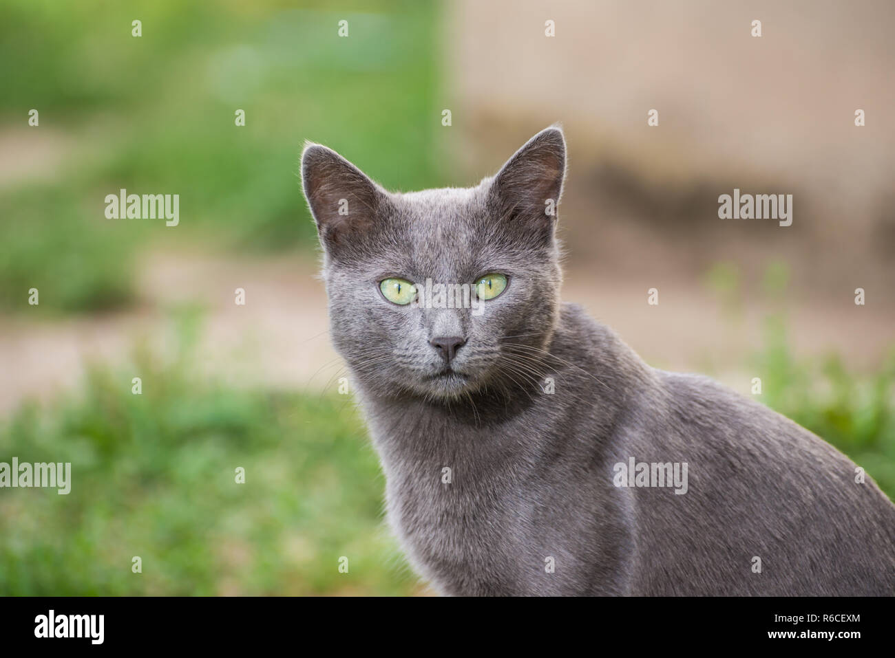 Russian blue cat green eyes hi-res stock photography and images - Alamy