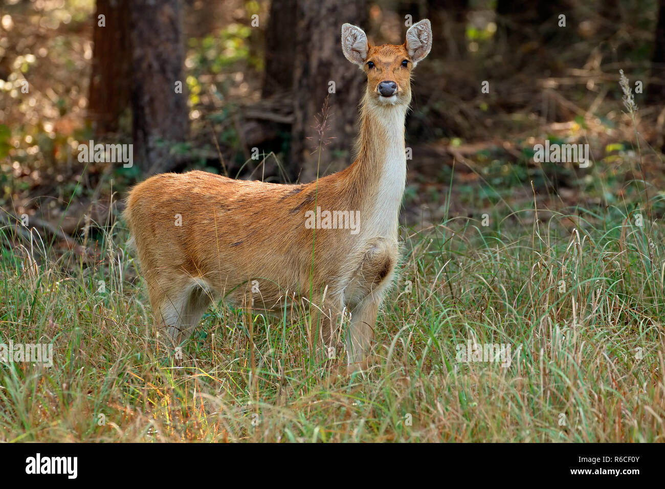 Female barasingha hi-res stock photography and images - Alamy