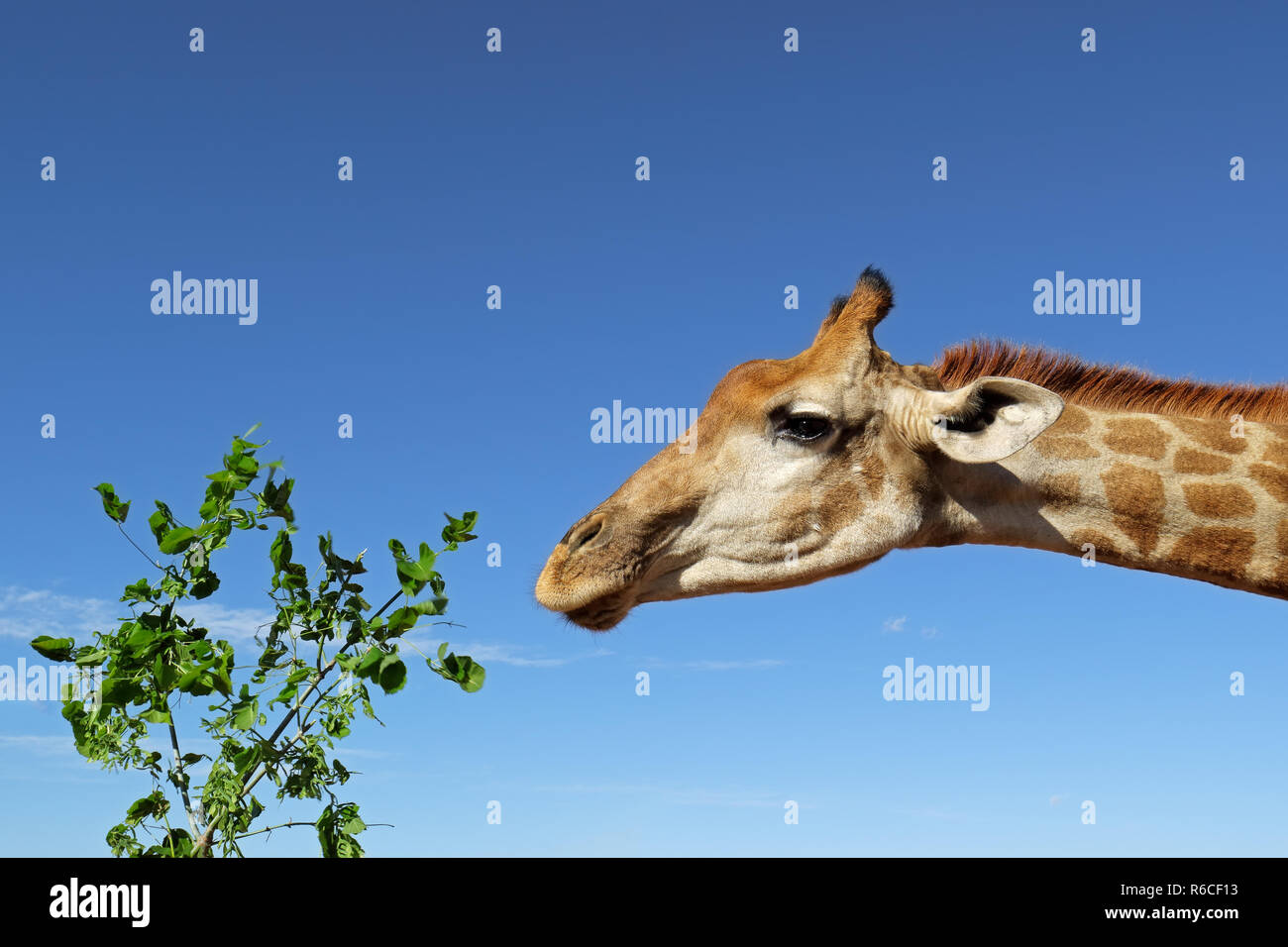 Tree Africa Leaves Branches Giraffe High Resolution Stock Photography ...