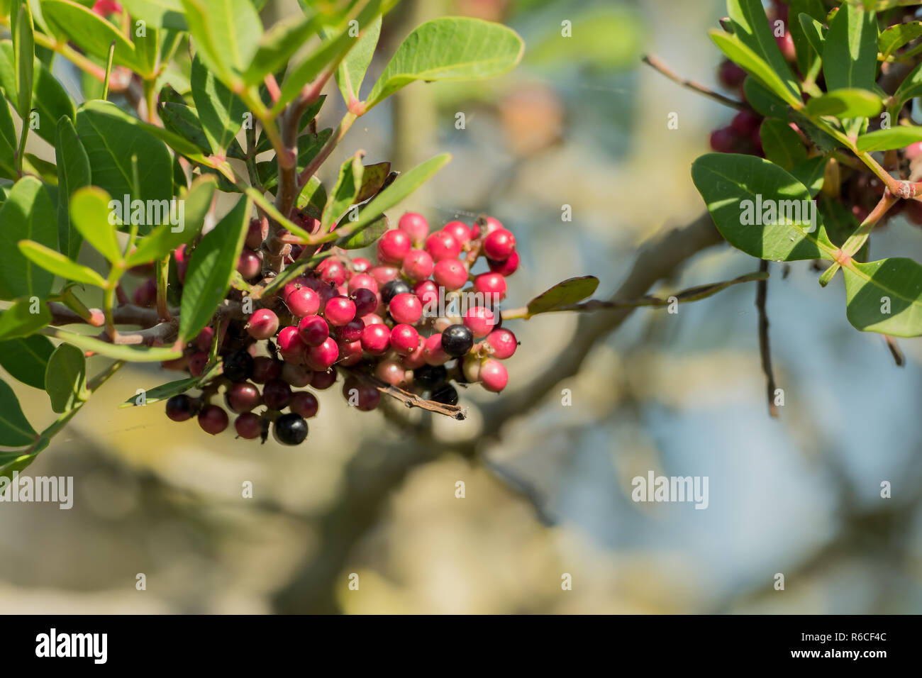 Wild holly tree hi-res stock photography and images - Alamy