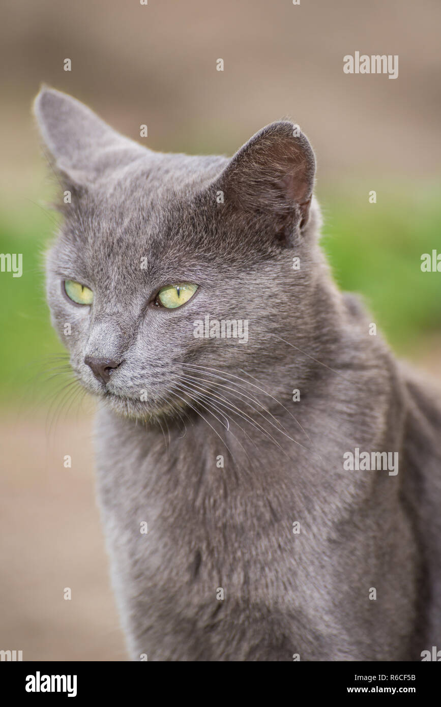 Russian Blue Cat Stock Photo - Alamy