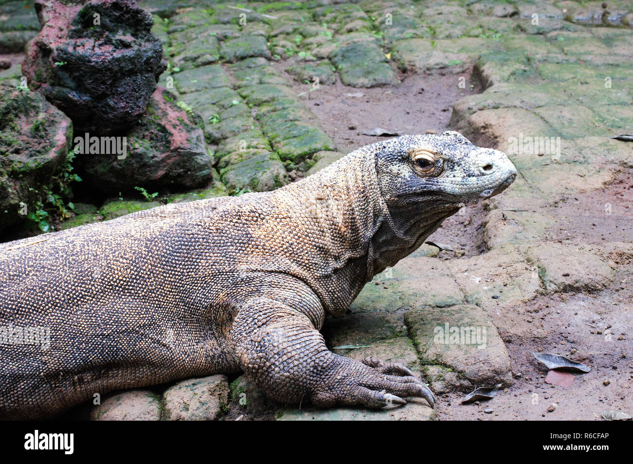 Rincha hi-res stock photography and images - Alamy