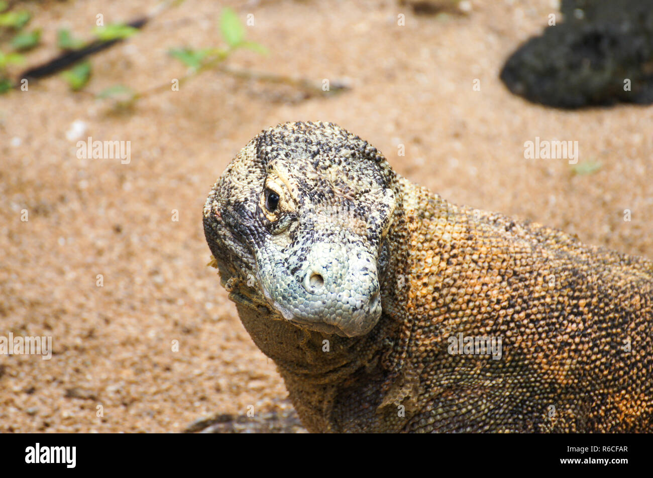 Rincha High Resolution Stock Photography and Images - Alamy