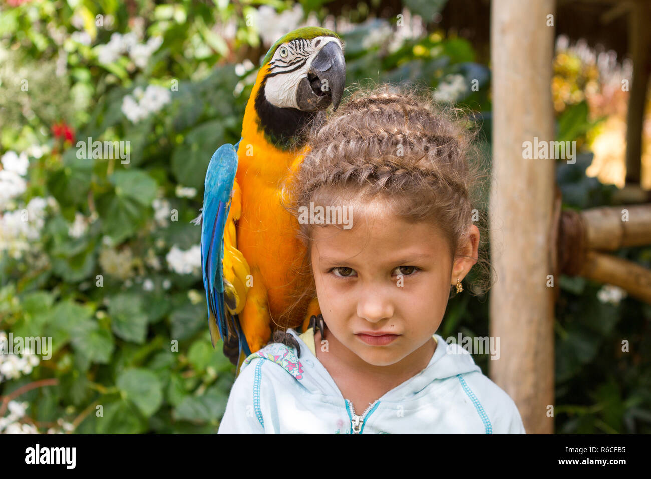 The real macaw hi-res stock photography and images - Alamy
