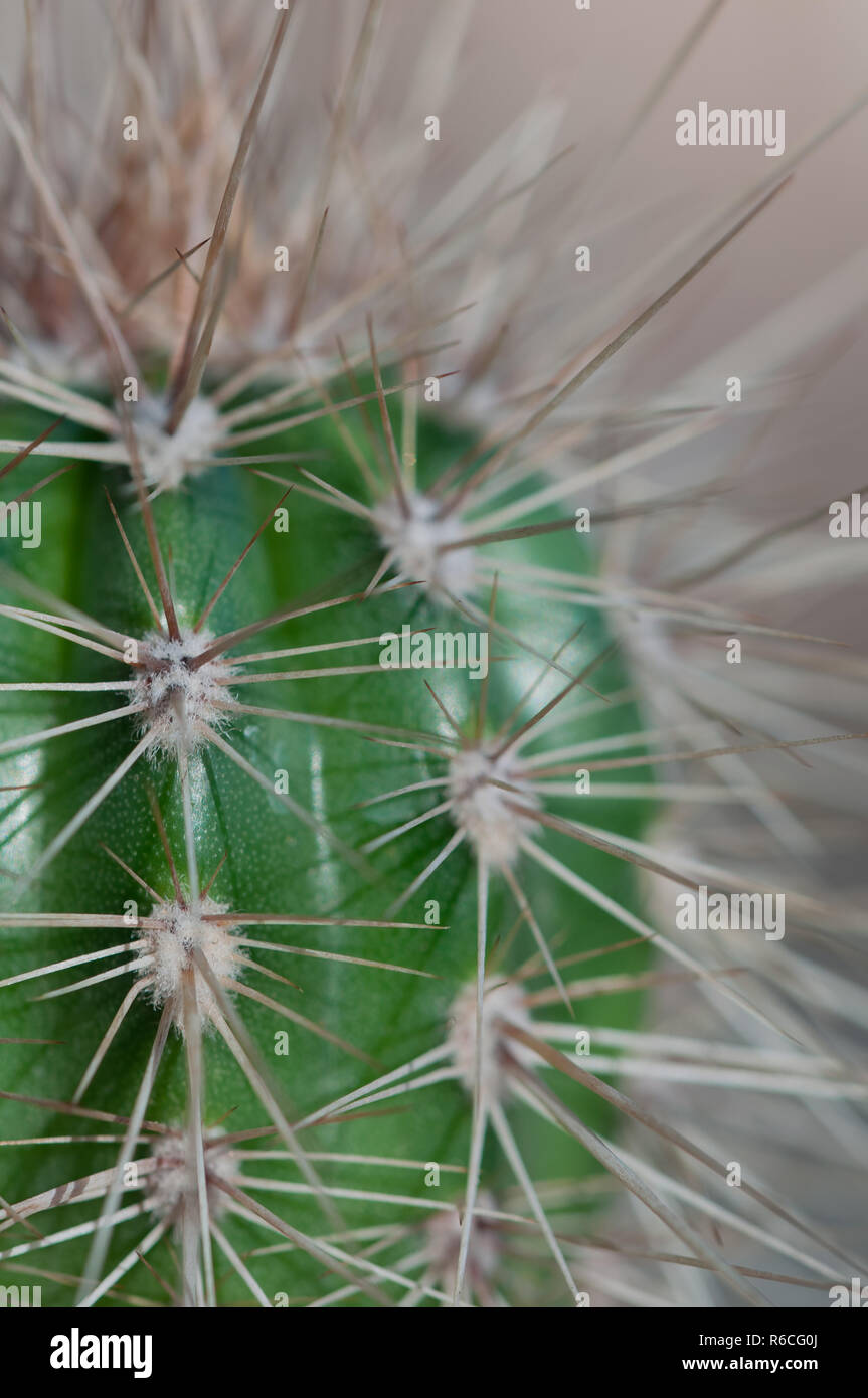 cactus spines close-up Stock Photo - Alamy