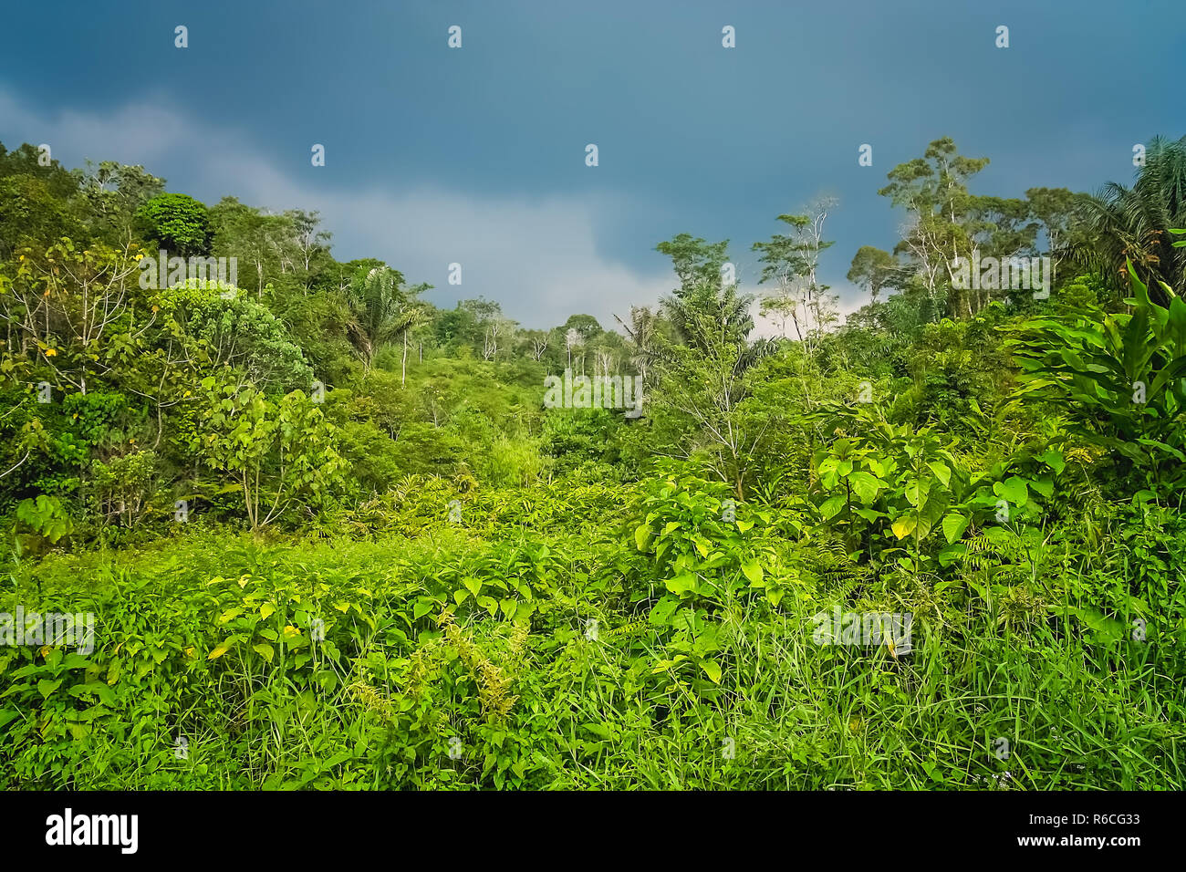Tropical green landscape of Sumatra Stock Photo - Alamy