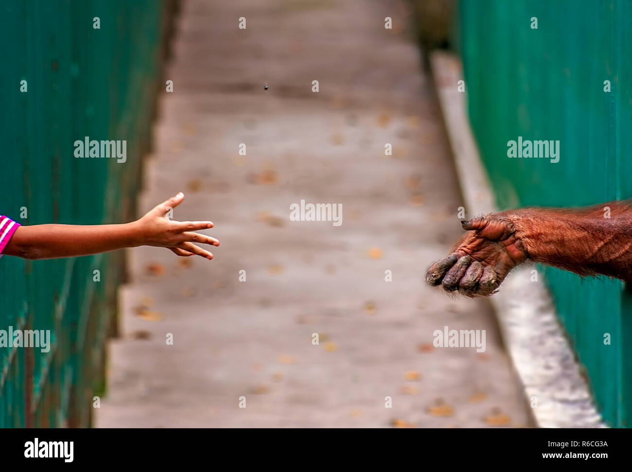 Child throwing nut to monkey in a zoo Stock Photo - Alamy