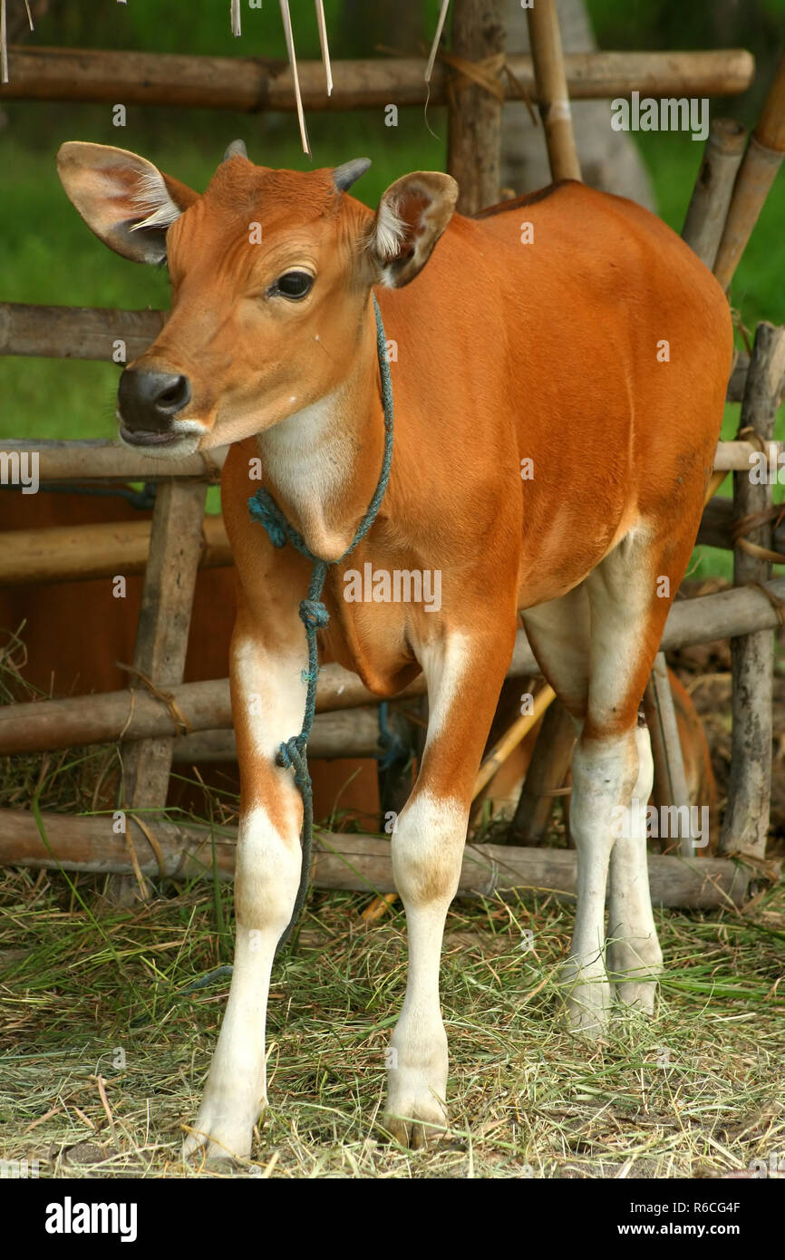 Small baby calf trying to stand on its own Stock Photo - Alamy