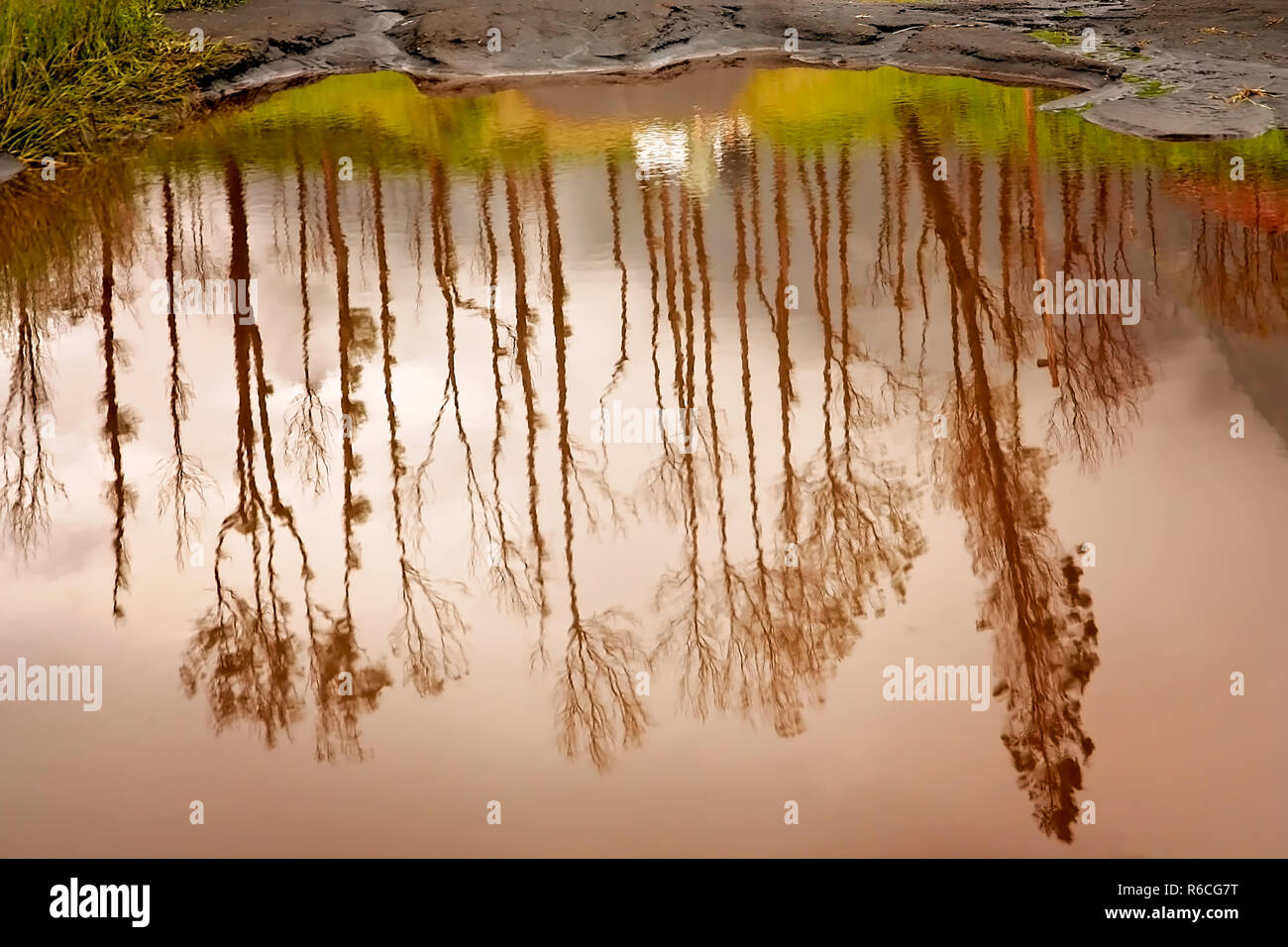 Reflection of tall trees in the small pond Stock Photo - Alamy