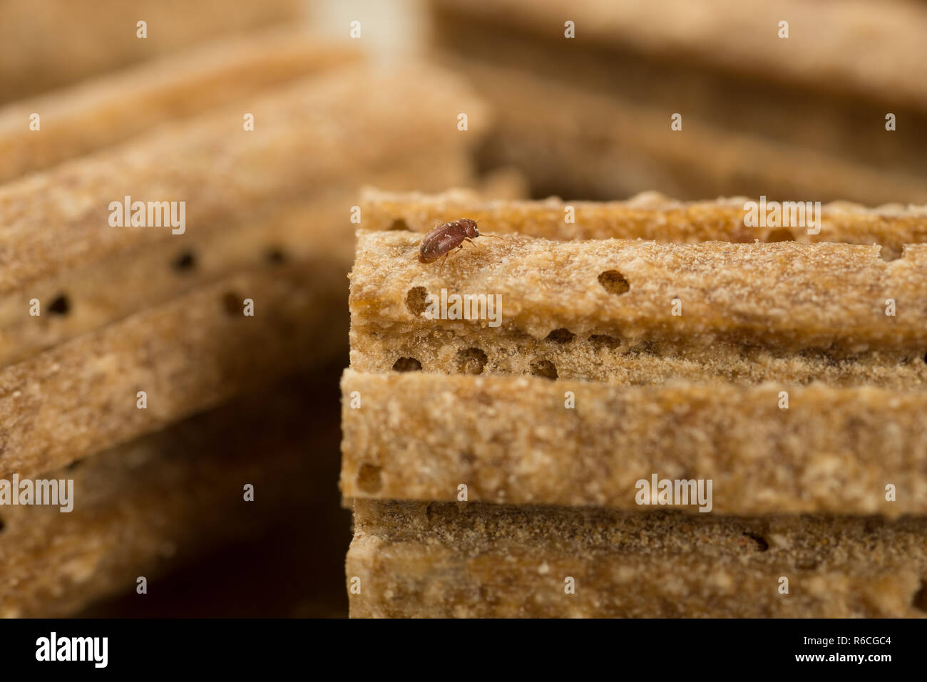 Flour Beetles High Resolution Stock Photography and Images - Alamy