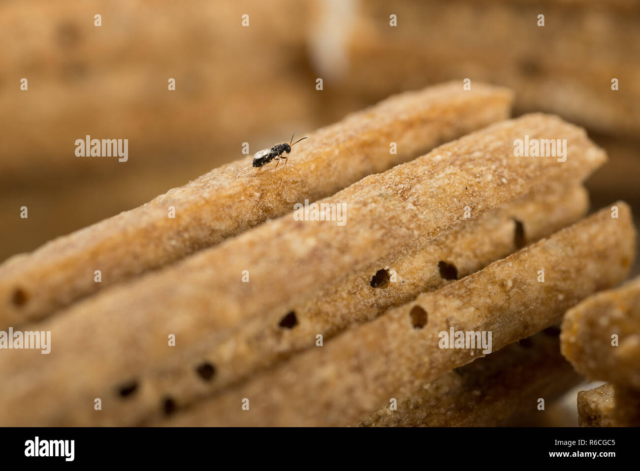 Red flour beetle hi-res stock photography and images - Alamy