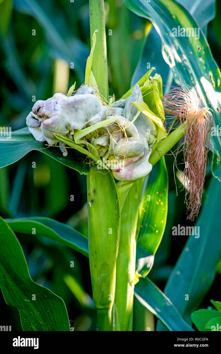 Corn Smut, Ustilago Maydis Stock Photo - Alamy