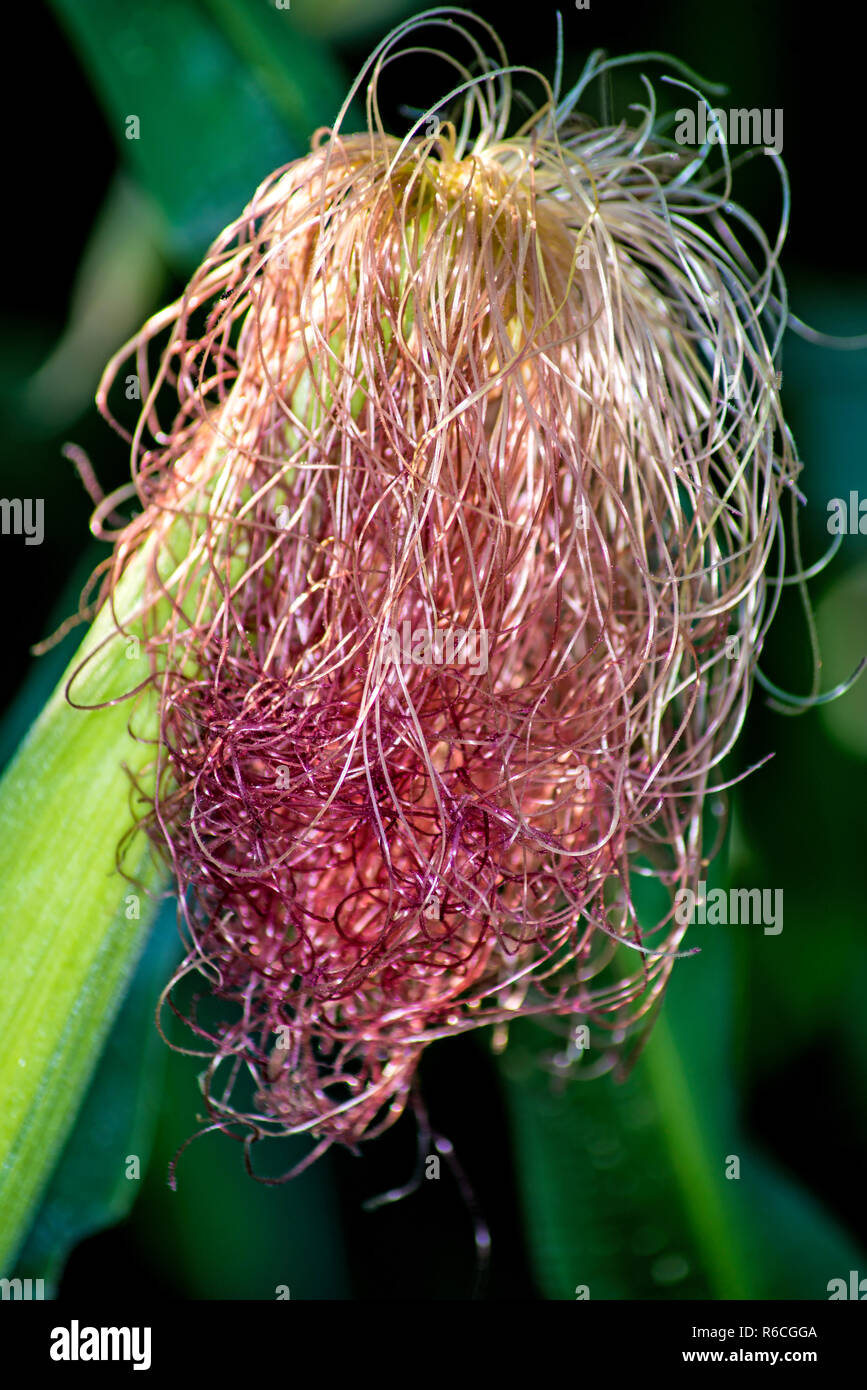 Maize hair hi-res stock photography and images - Alamy