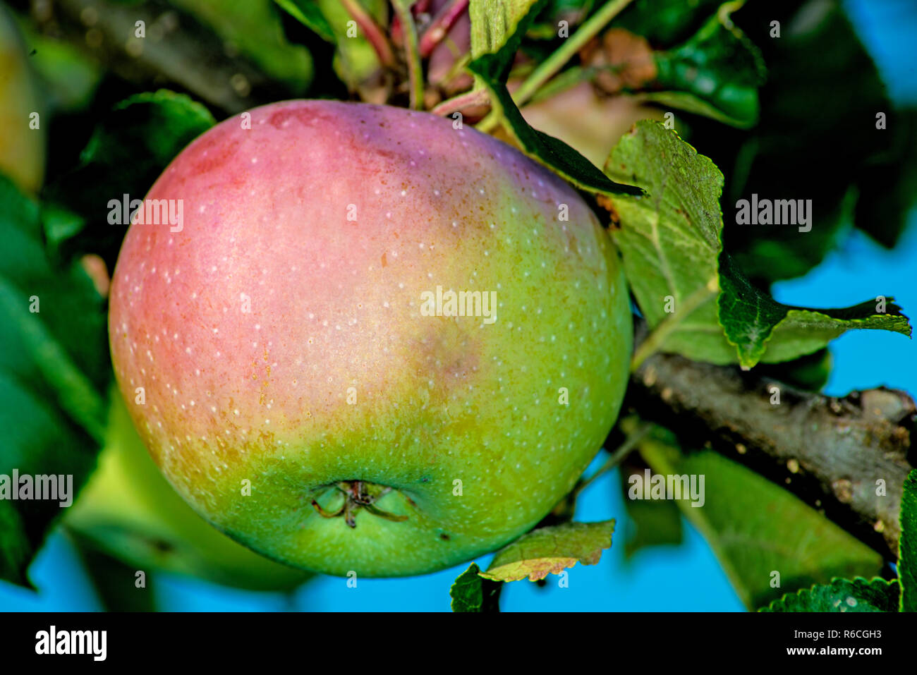Apple On A Tree Stock Photo - Alamy