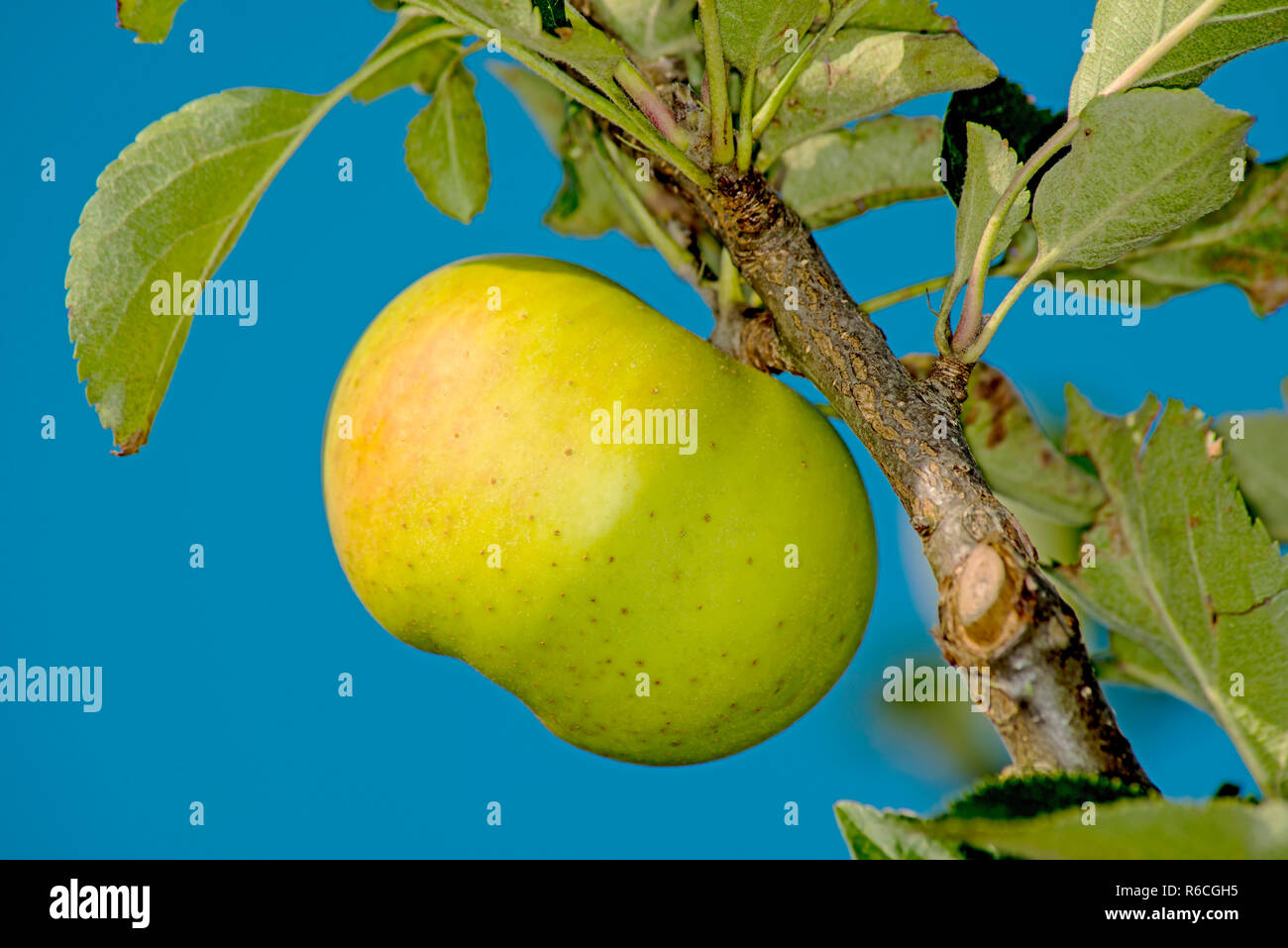 Apple On A Tree Stock Photo - Alamy