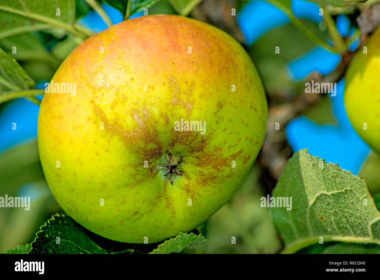 Apple On A Tree Stock Photo - Alamy