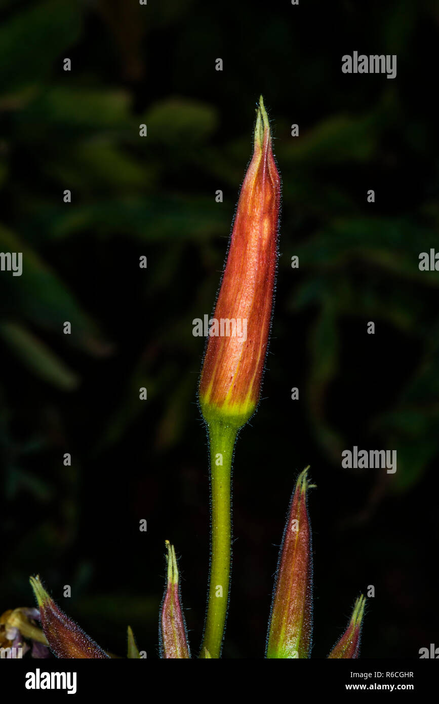 Evening primrose seeds hi-res stock photography and images - Alamy