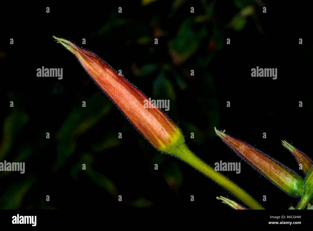 Evening primrose seeds hi-res stock photography and images - Alamy