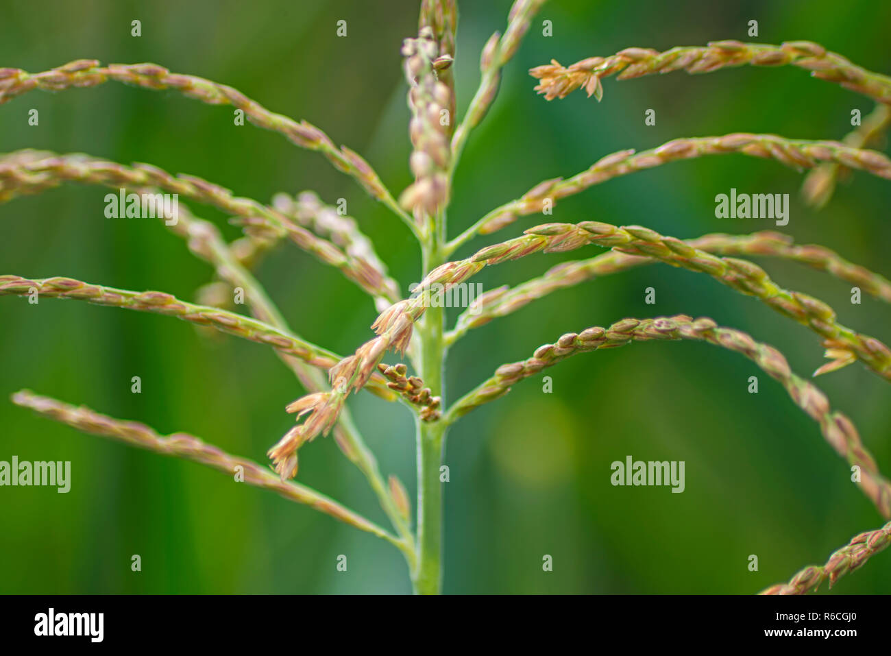 Maize flower hi-res stock photography and images - Alamy
