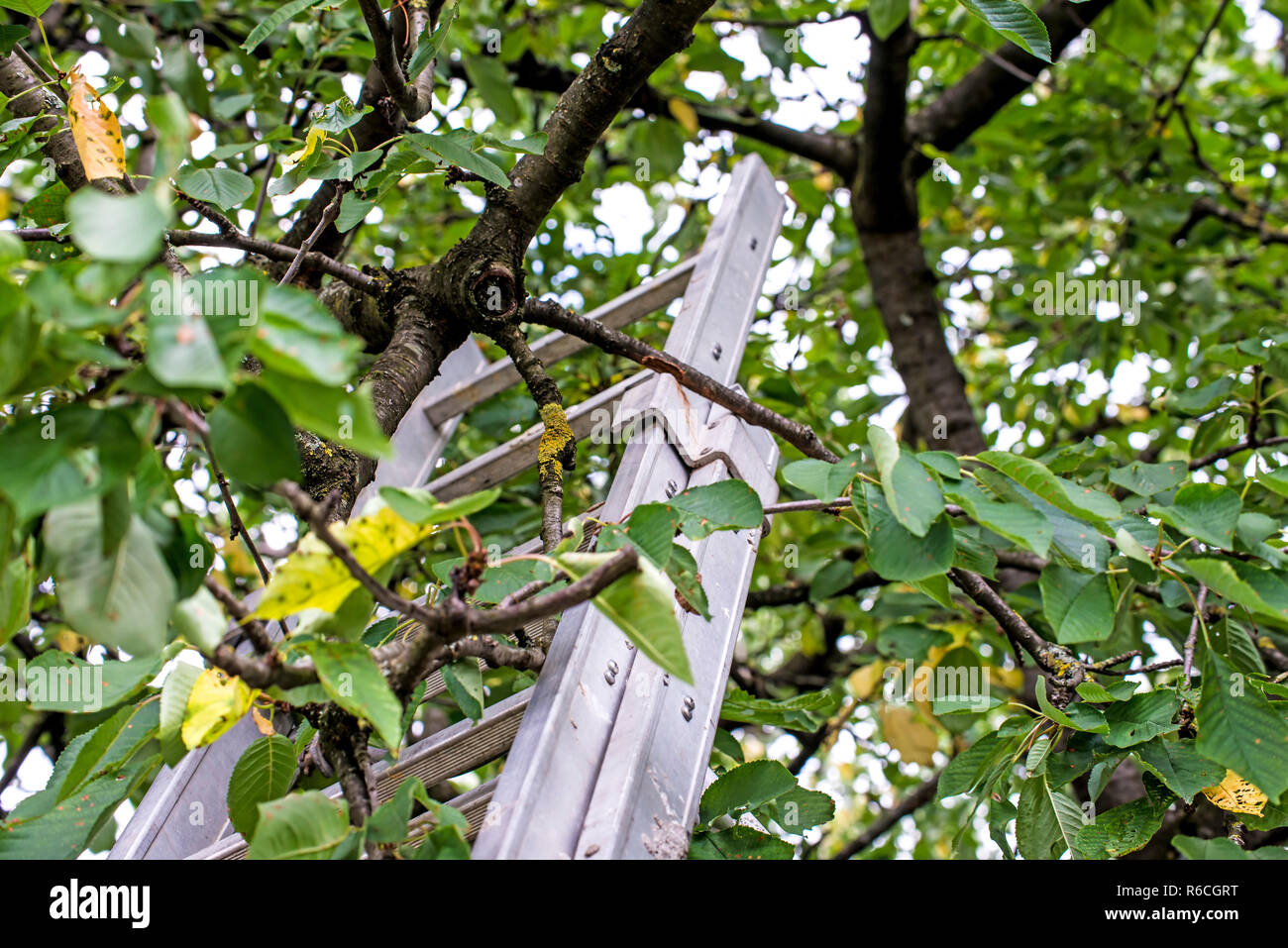 Ladder At A Fruit Tree Stock Photo - Alamy