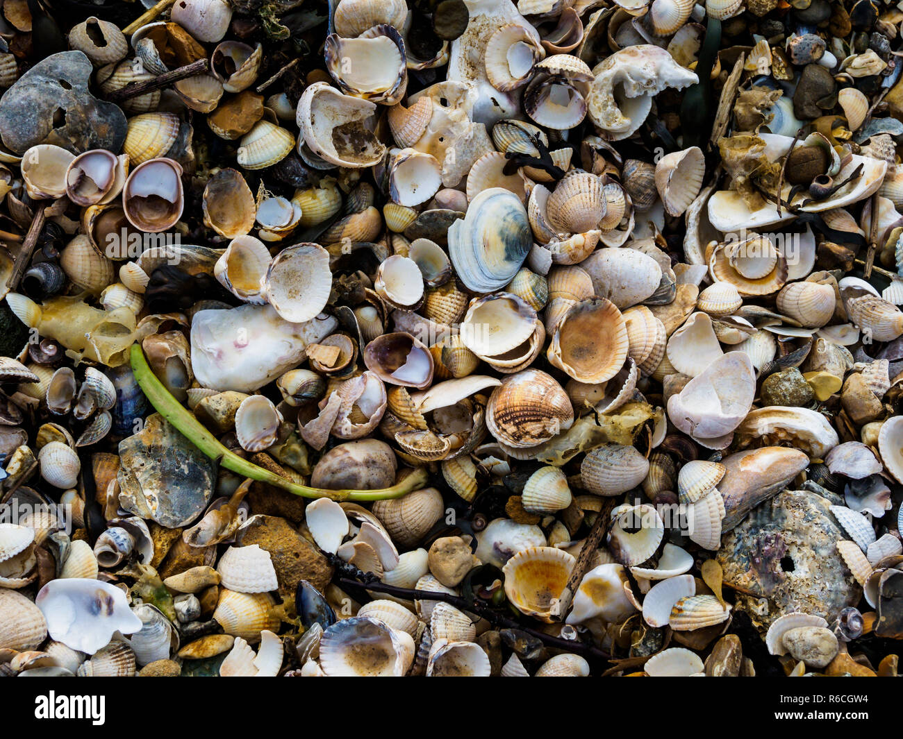 Seashells on beach Mersea Island Essex Stock Photo - Alamy